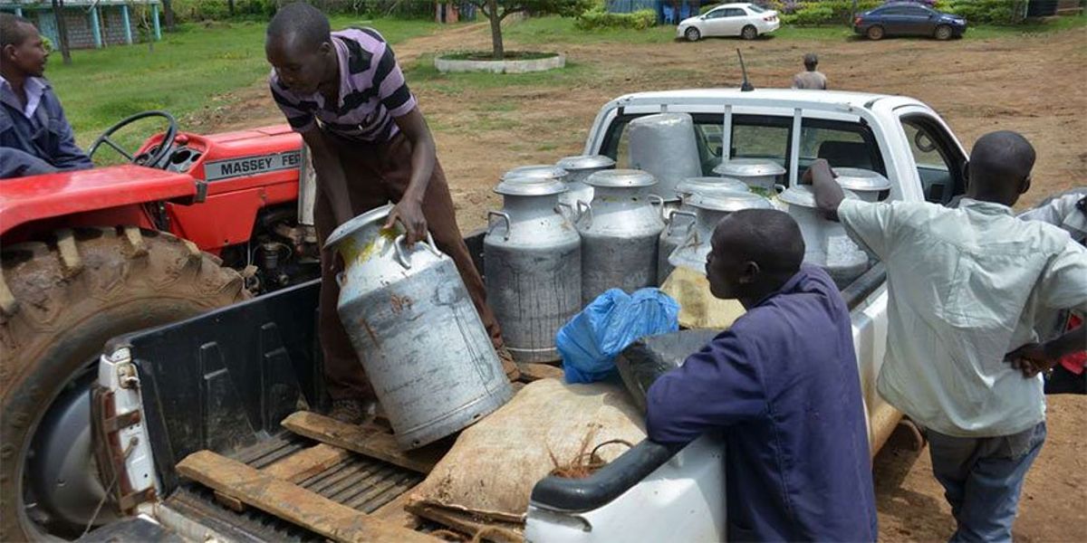 Brookside partnership with dairy farmers contributes 5% to GDP