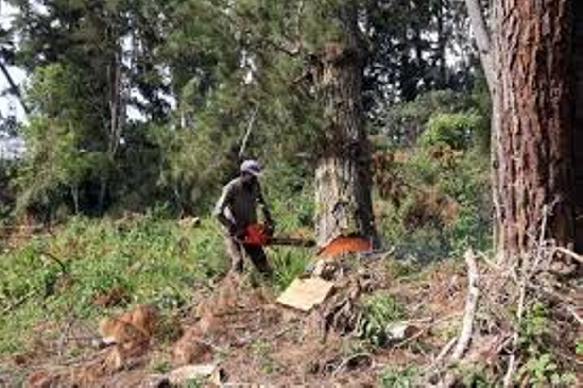 Another county joins the fight against illegal logging