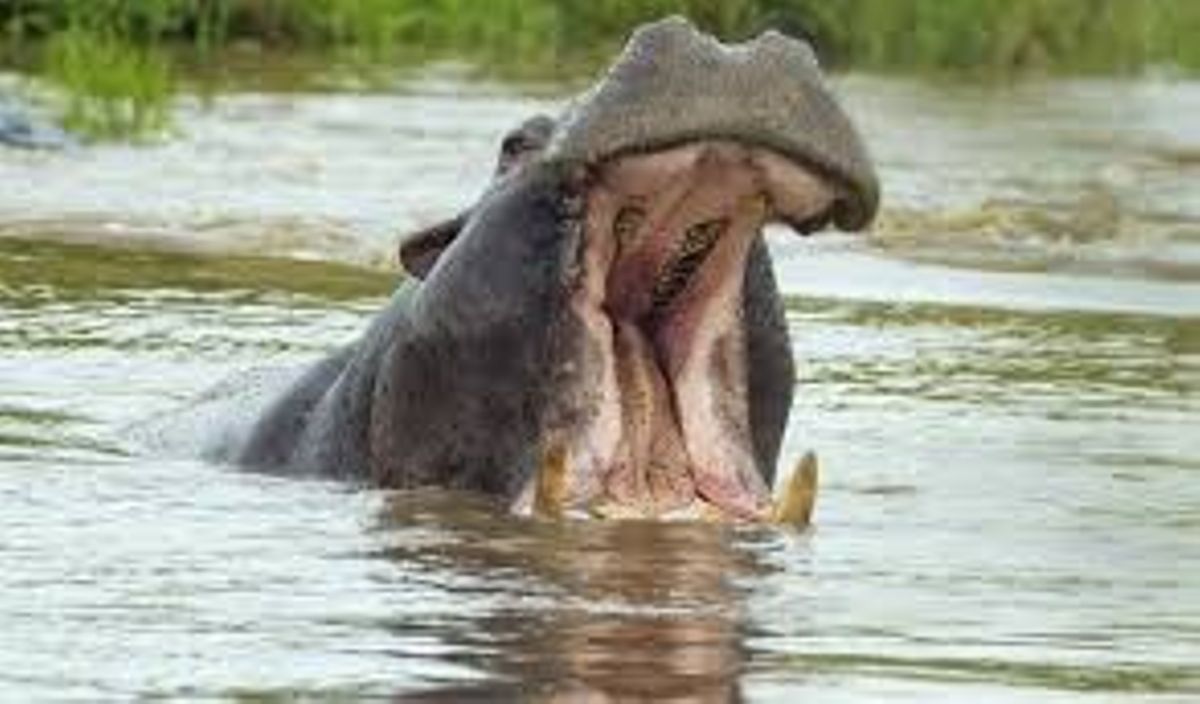 KCPE candidate killed by a hippo at Muhuru Bay