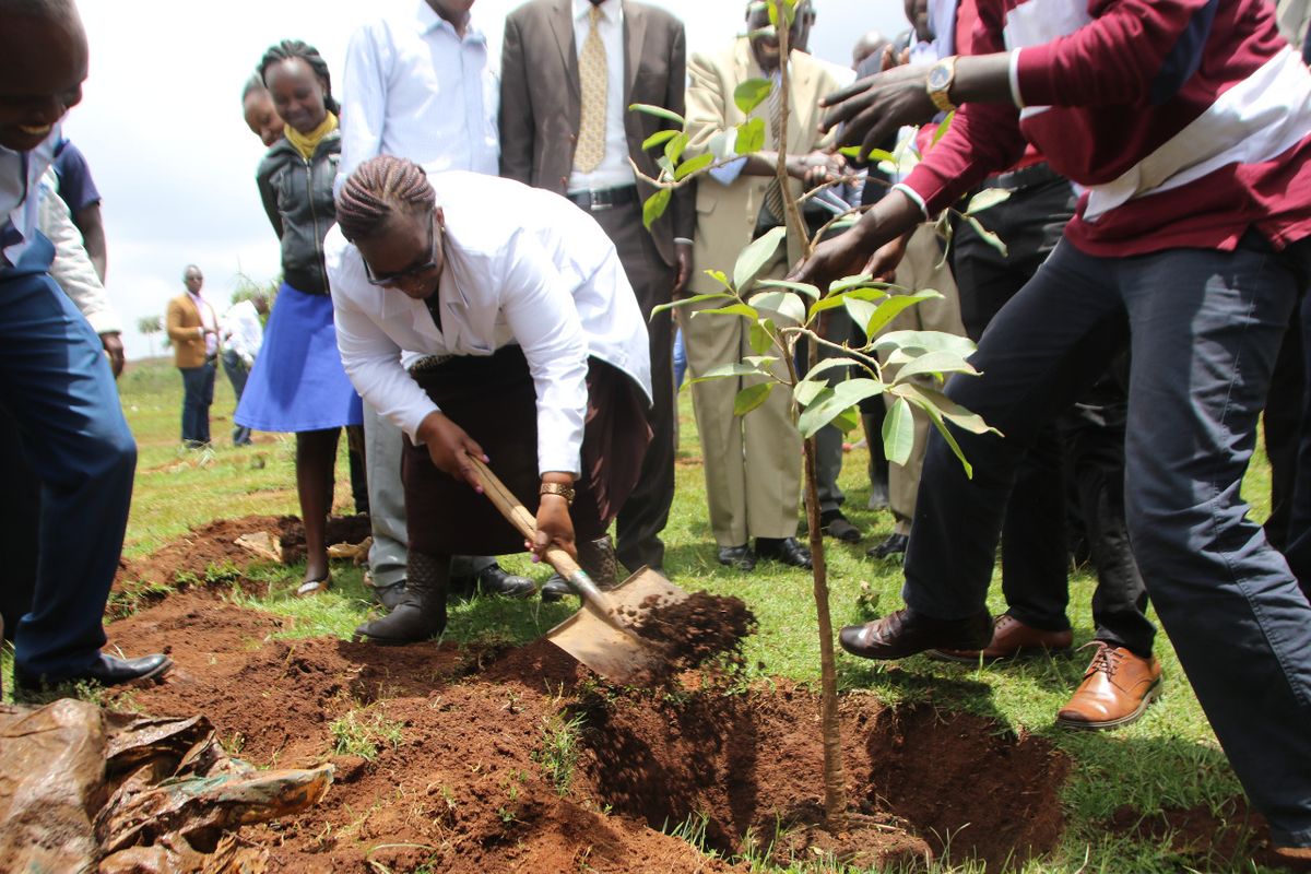 County launch tree planting exercise