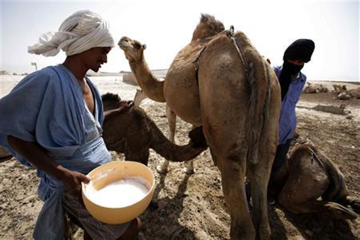 Camel milk sellers reap big as demand rises