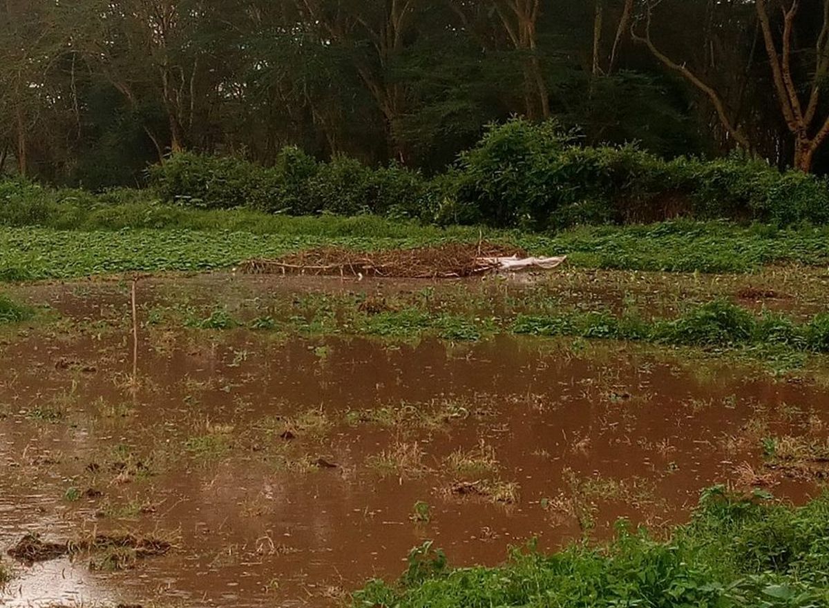 Mwariki residents living in fears after River Subuku bursts banks