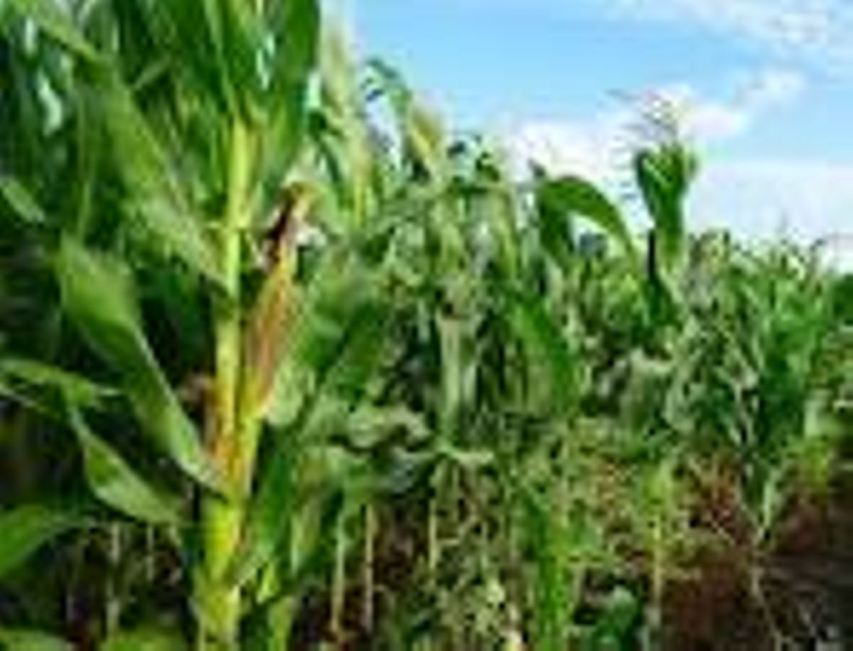 5 reasons why Uasin Gishu tops in maize production