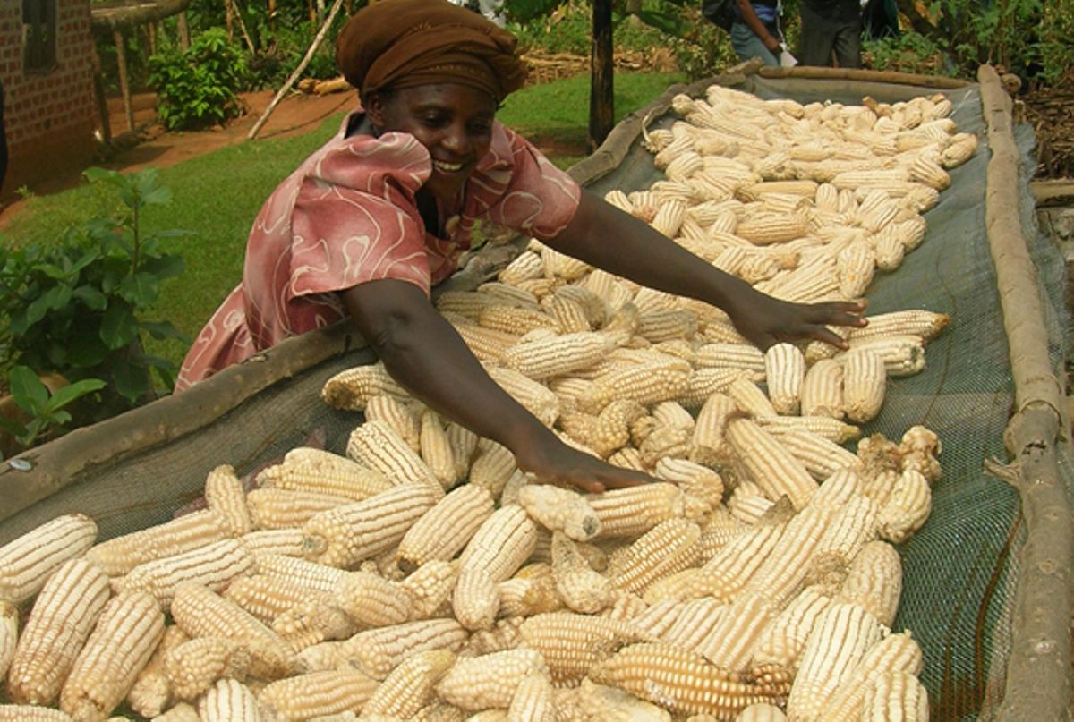 Farmers at risk of loosing Sh23 billion maize due to poor storage
