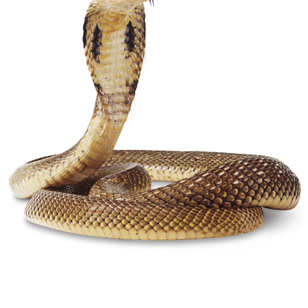 Why residents place basins of water outside houses during dry seasons ...