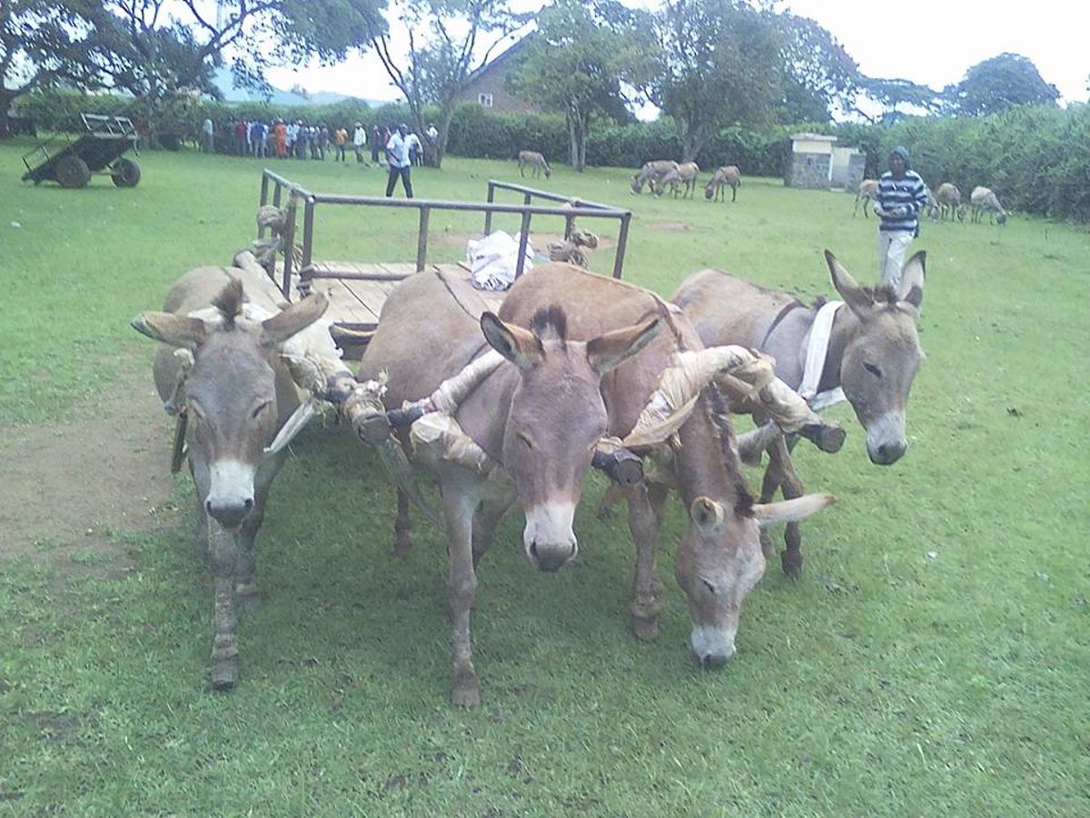 How donkey slaughterhouses are affecting livelihoods