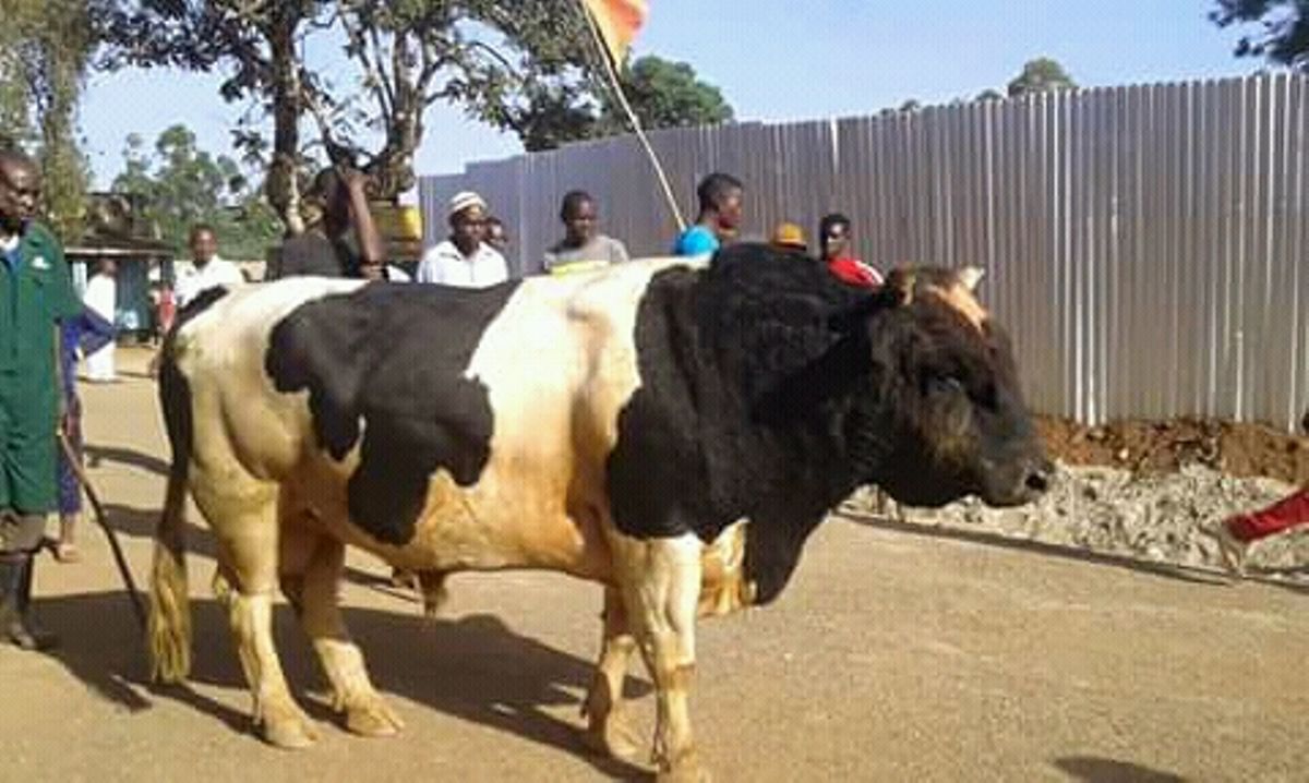 Khalwale's bull that has never lost any fight in bull fighting