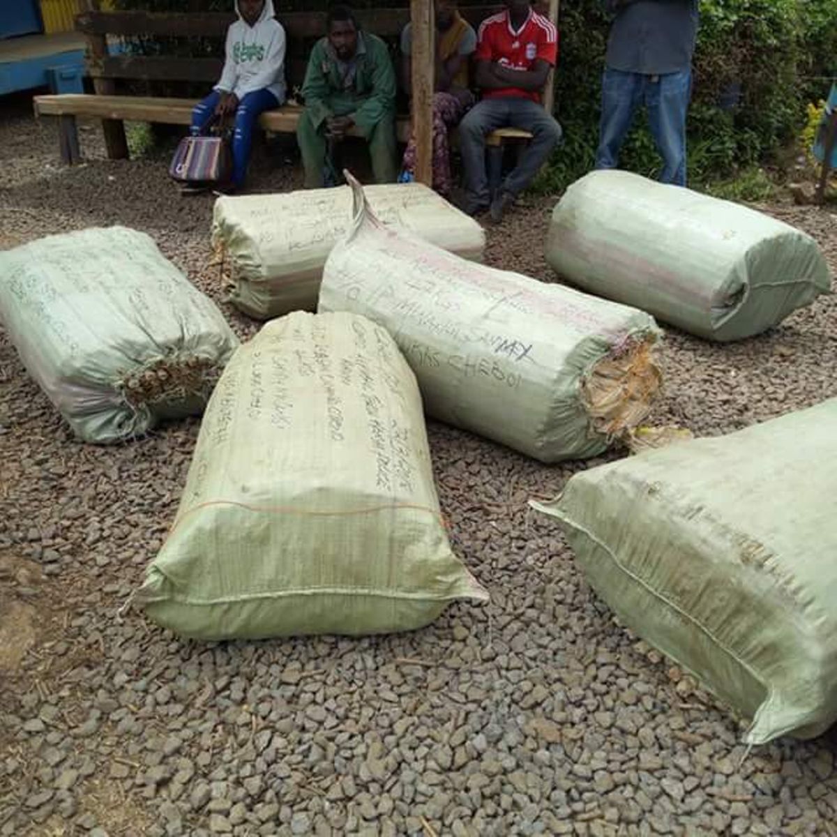 Father, son found with over 400 rolls of bhang