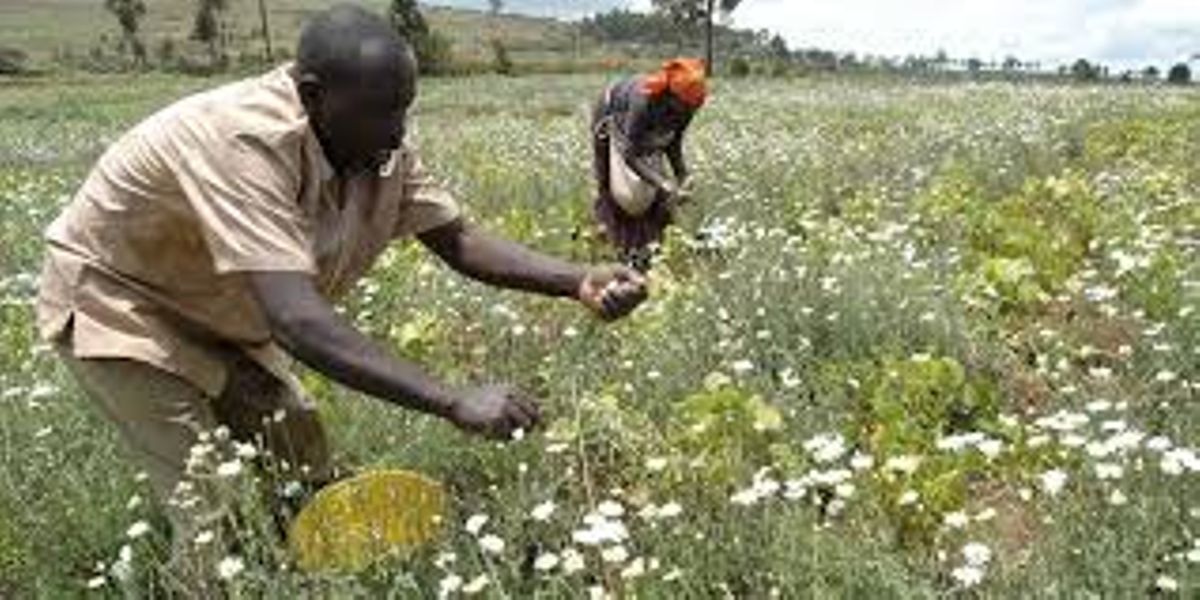 Farmers take home 24m from pyrethrum sales in first phase after crop ...