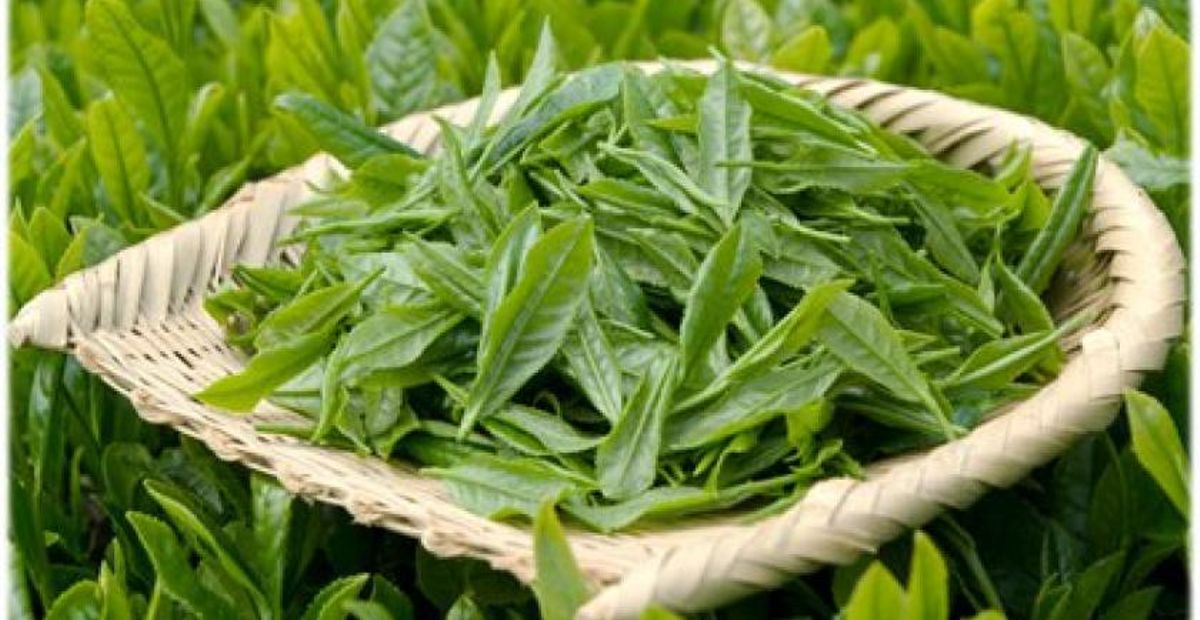 How Is Tea Made From Tea Leaves at Lindsay Johnson blog