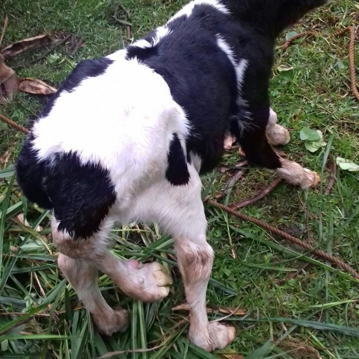 Shocking: Cow gives birth to calf with five legs