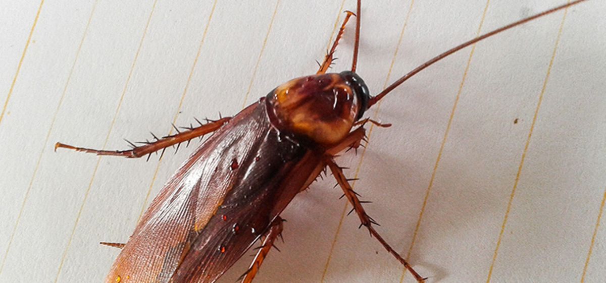 10 Facts About Cockroaches You Never Knew