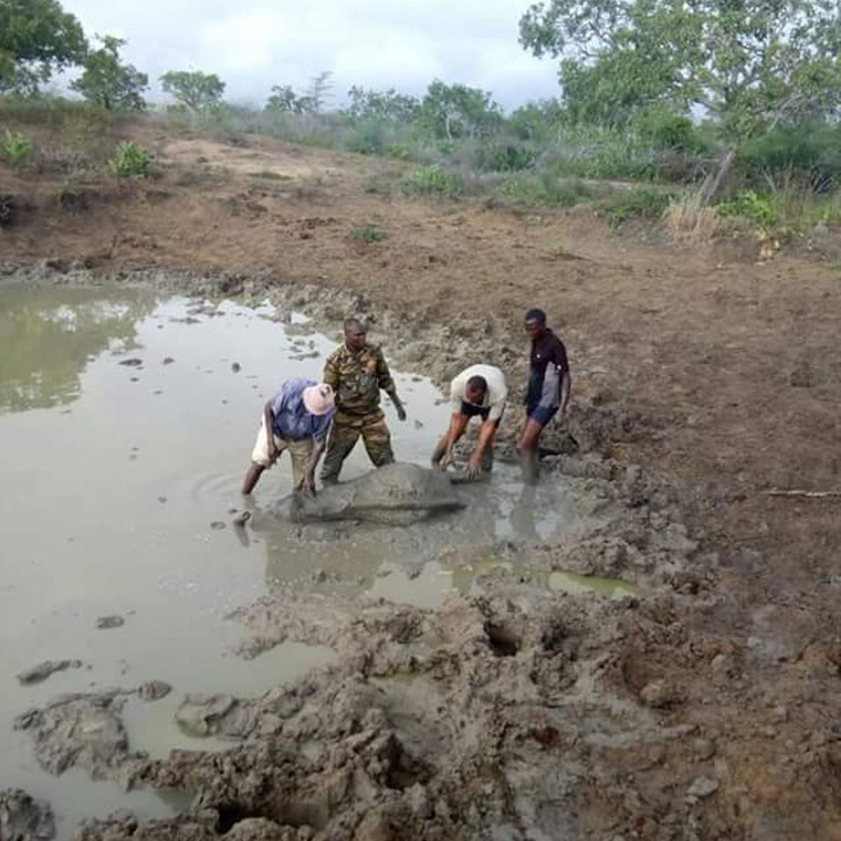 How KWS rescued 1-year-old Elephant calf in Kwale