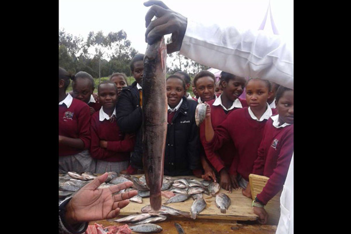 Benefits of eating fish to the brain