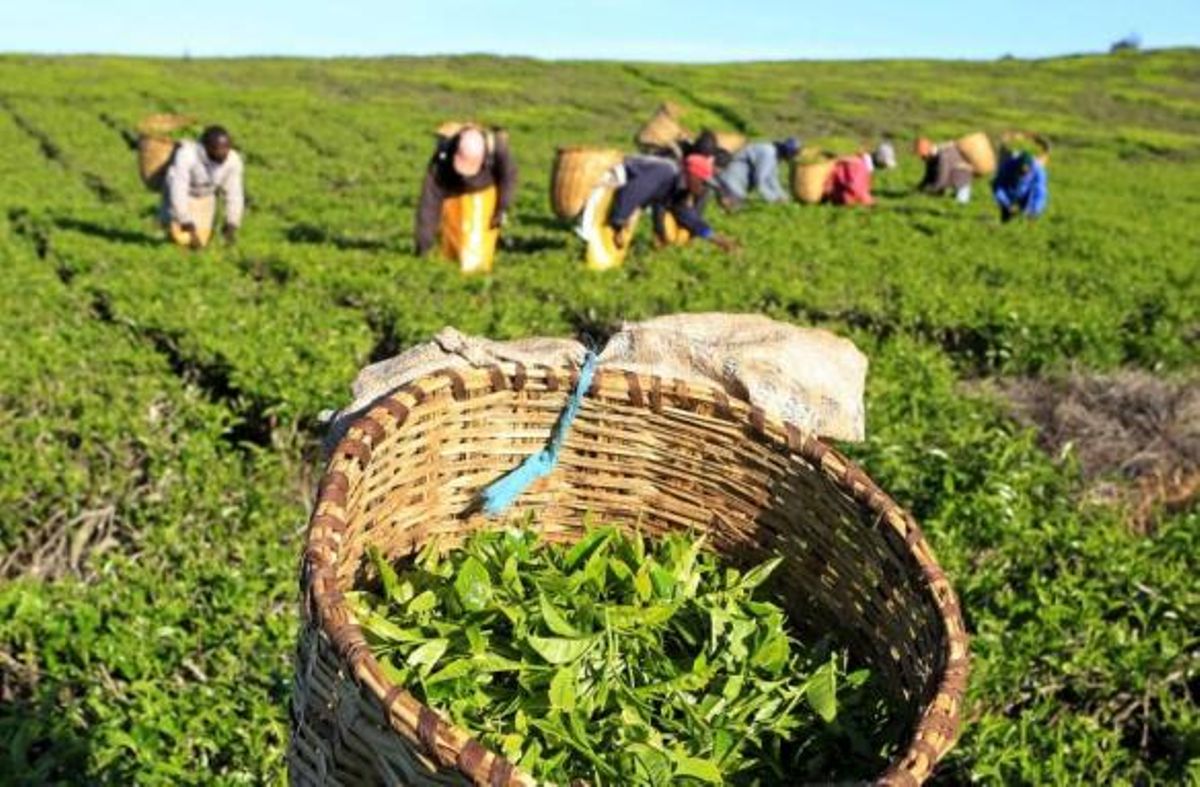 Farmers decry increased hawking of green tea leaves