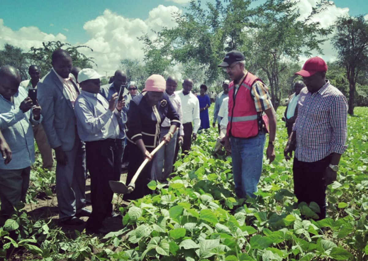 Kitui farmers set to earn billions from green grams