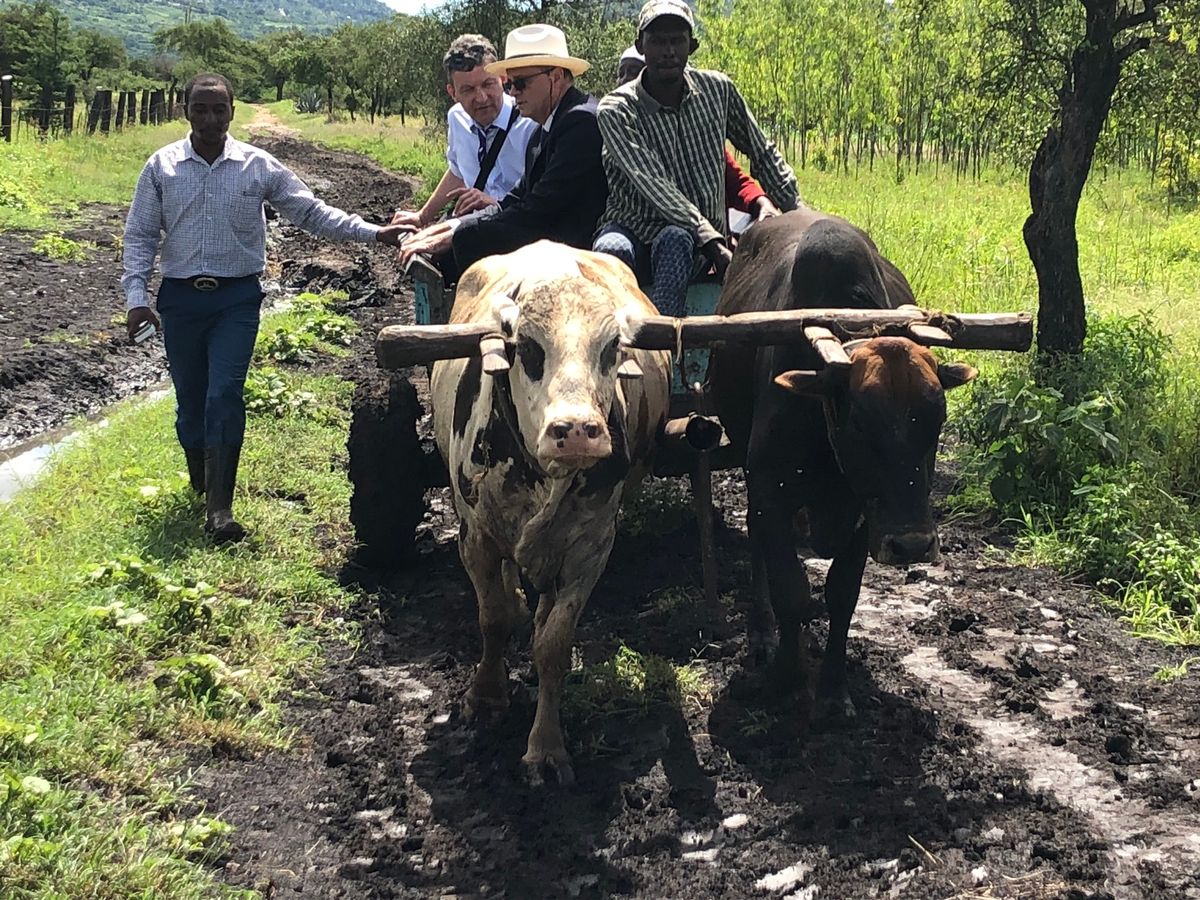 Is this the best ambassador to Kenya? Riding an Ox-cart!
