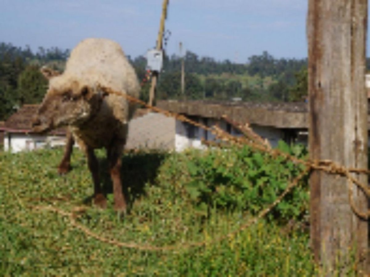 Kiambu man arrested afrer 'raping' sheep