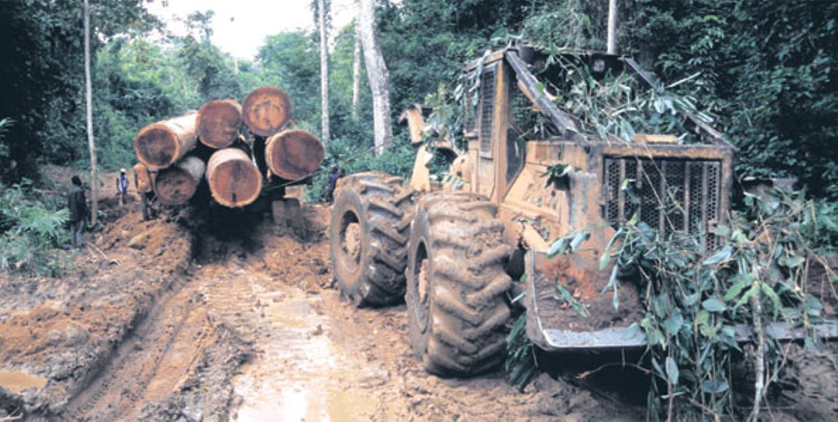 Let’s not stop at banning logging, let’s also plant more trees