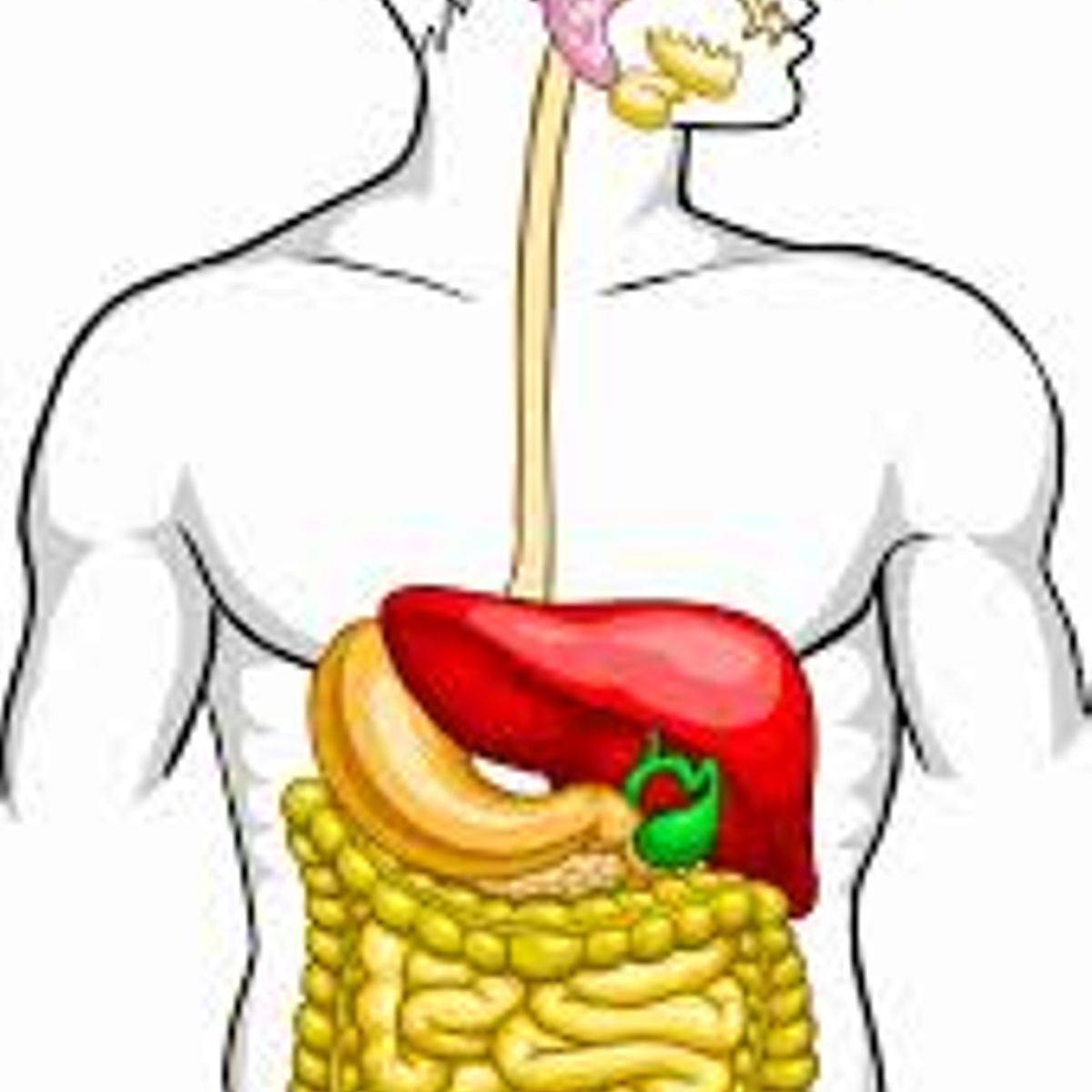 5 signs your gut is unhealthy 5 signs your gut is unhealthy