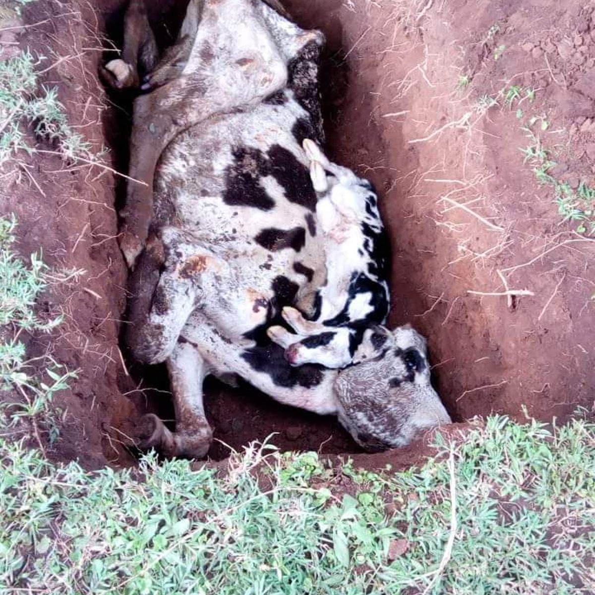 Kenya's award-winning journalist mourns fallen cow in style as internet ...