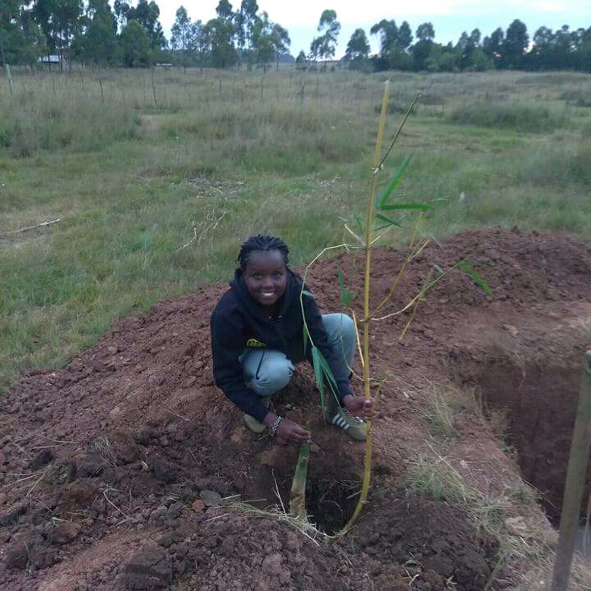 Kenyans urged to plant bamboo trees