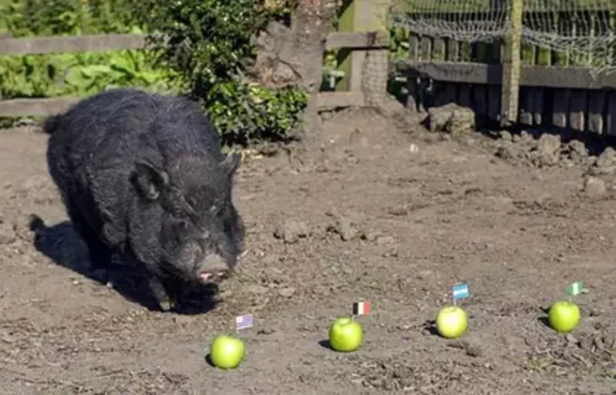 How Miraculous, the pig predicting the FIFA World Cup, is cheating you