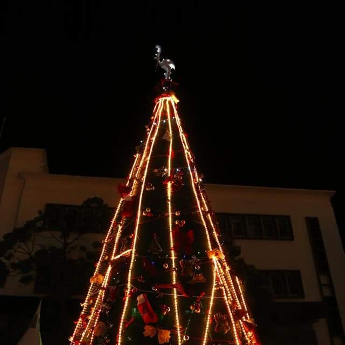 Nakuru governor launches Christmas tree in style
