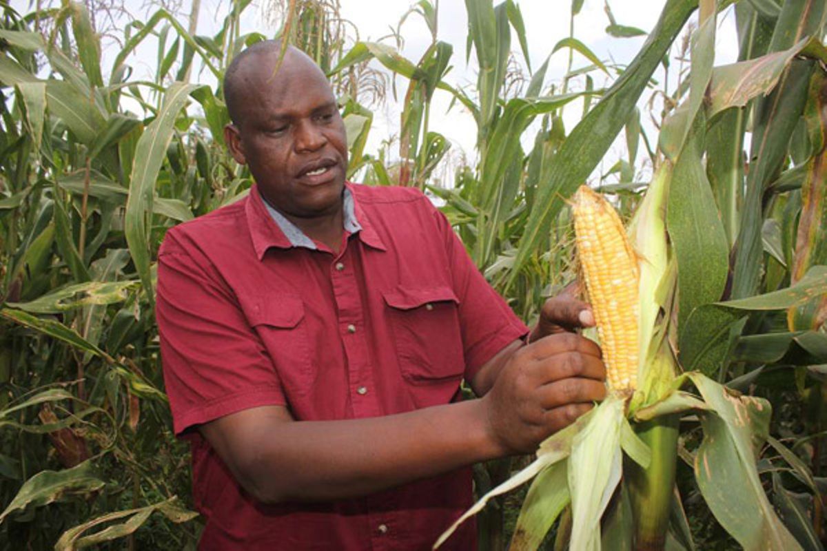 Kenyan scientists develop drought, pest resistant GM maize