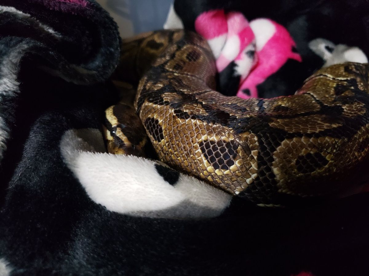 Residents raise alarm as Pythons invade village