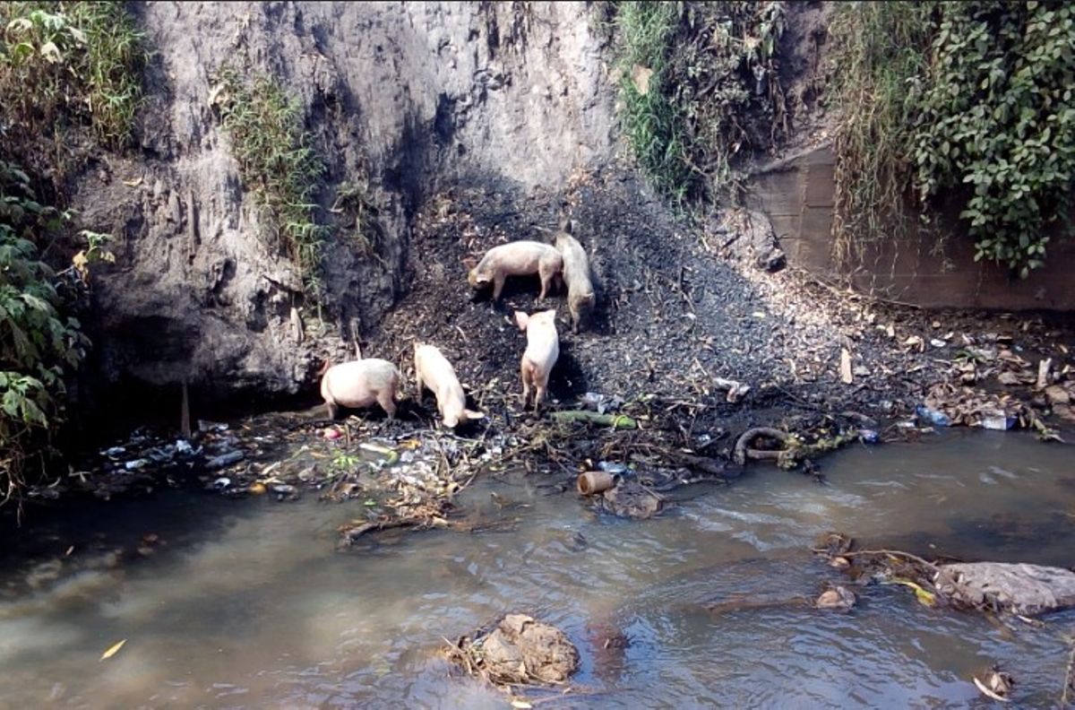 Pigs turn Daraja Mbili market into a grazing field Pigs turn Daraja Mbili market into a grazing field