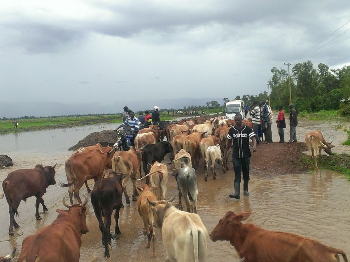 More stolen cattle recovered by the police