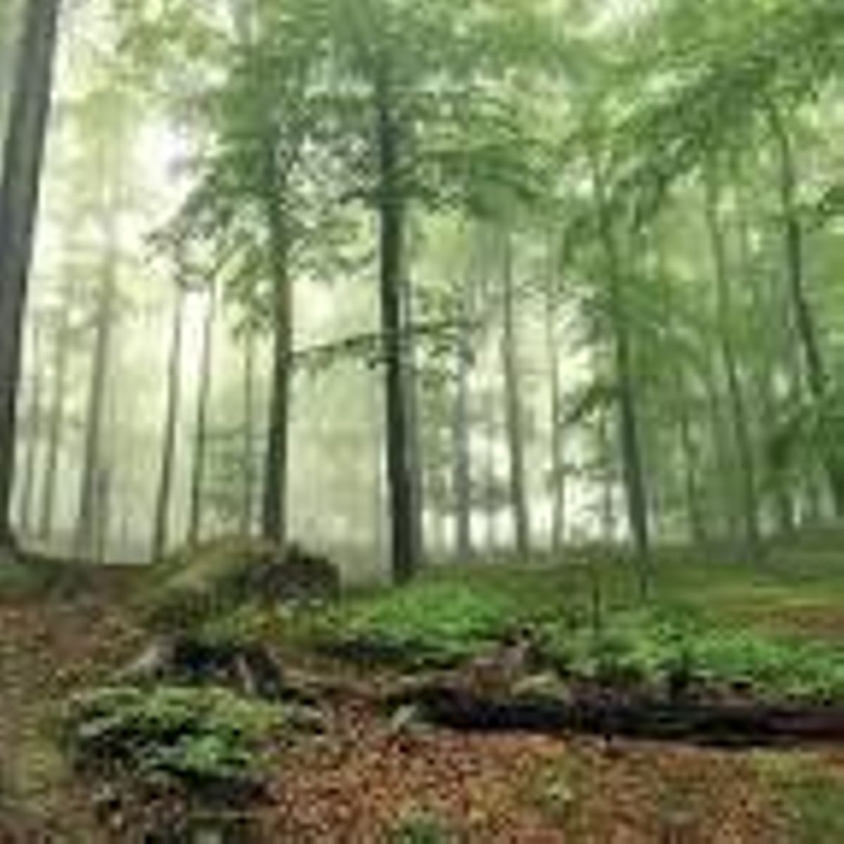 Subukia residents up in arms over logging in the area