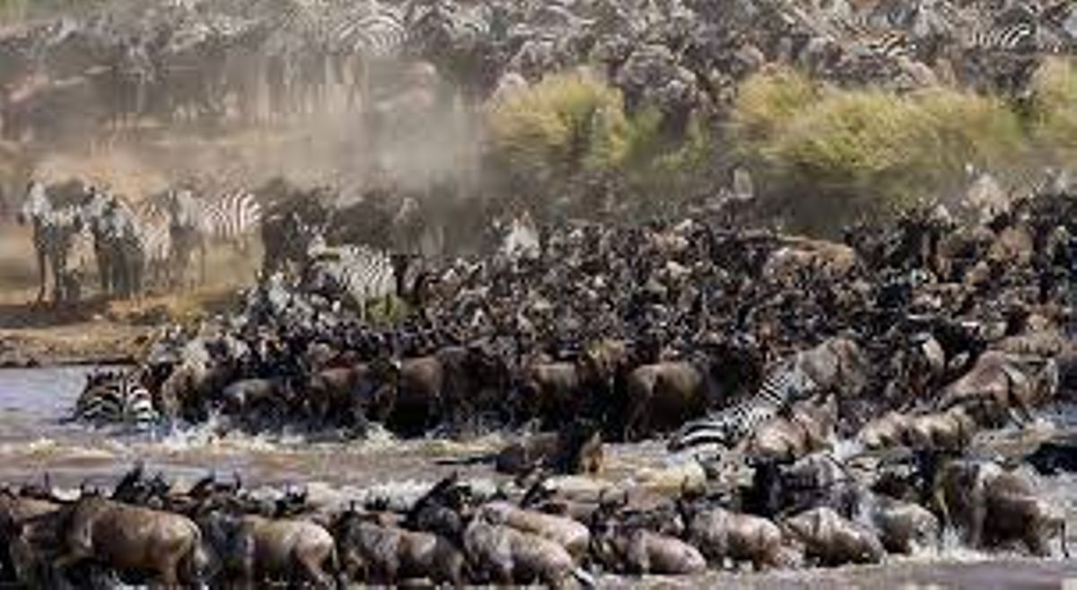 Interesting facts about the wildebeest migration cycle
