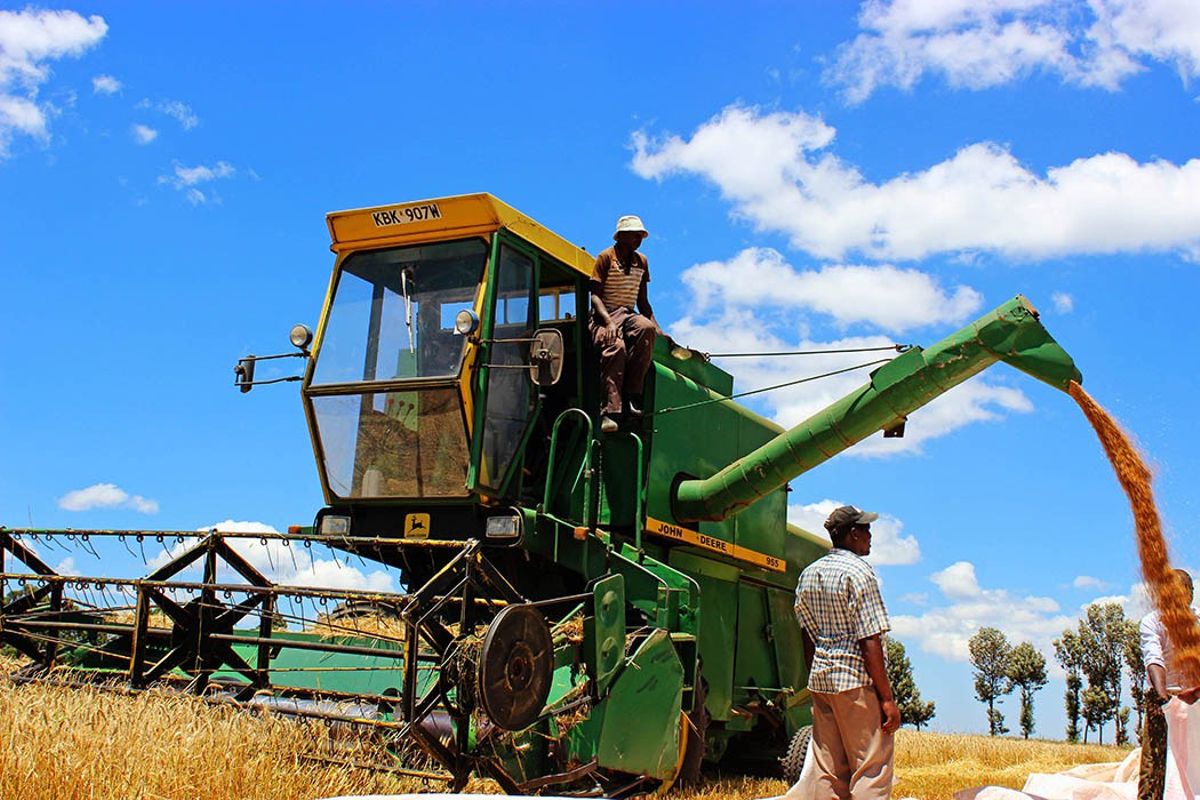 Poor harvest to affect wheat flour prices