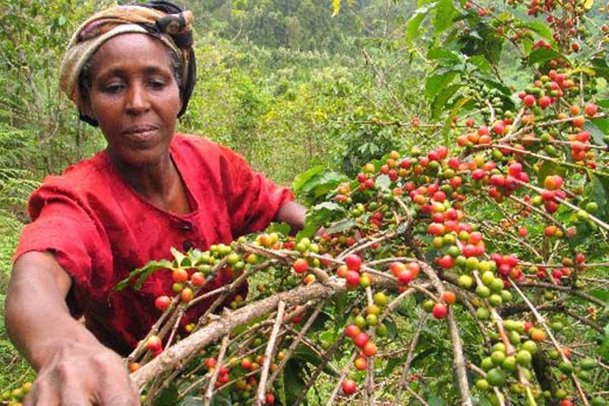 Youth targeted in new coffee production plan