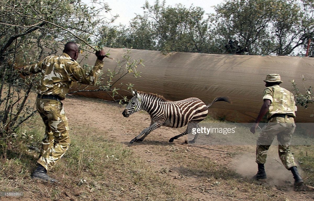 KWS celebrates Conservation Heroes Day