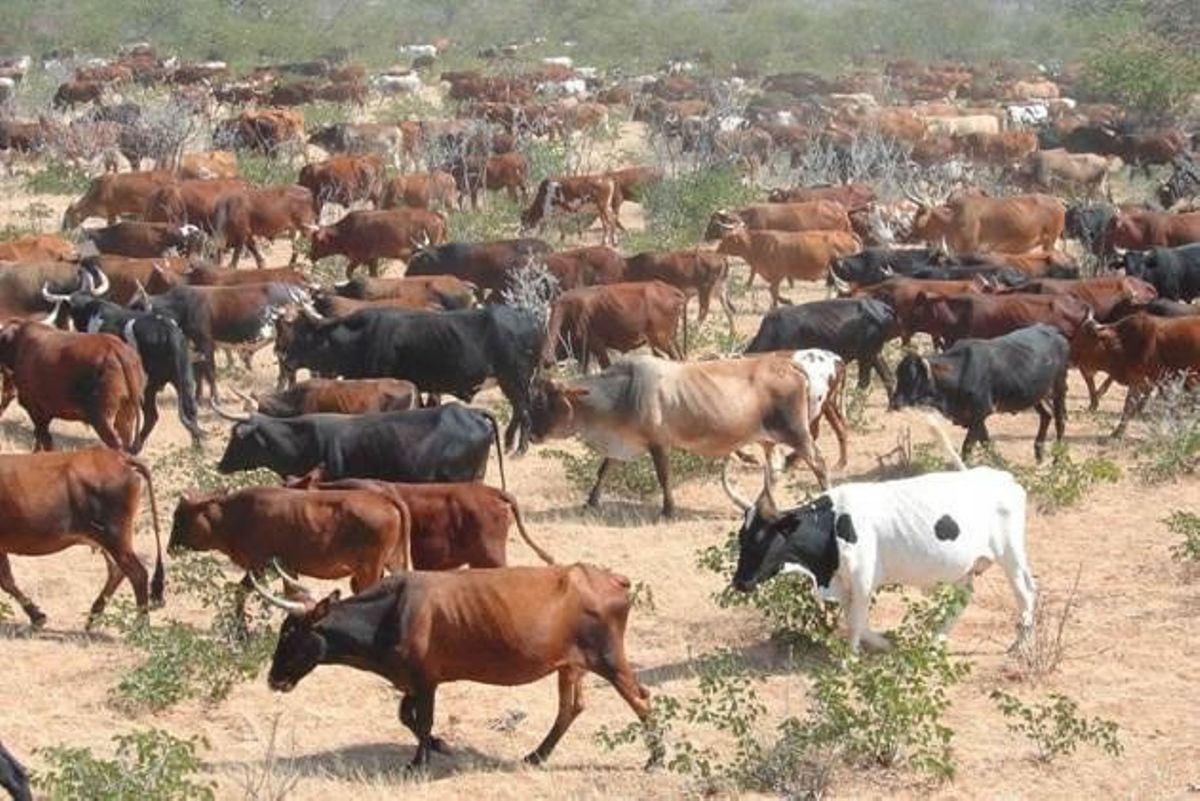 Over 400 cattle die after foot and mouth disease hit Uasin Gishu