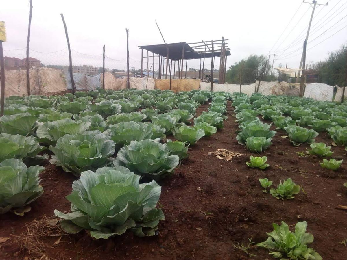 Kiandutu slums finally turns green