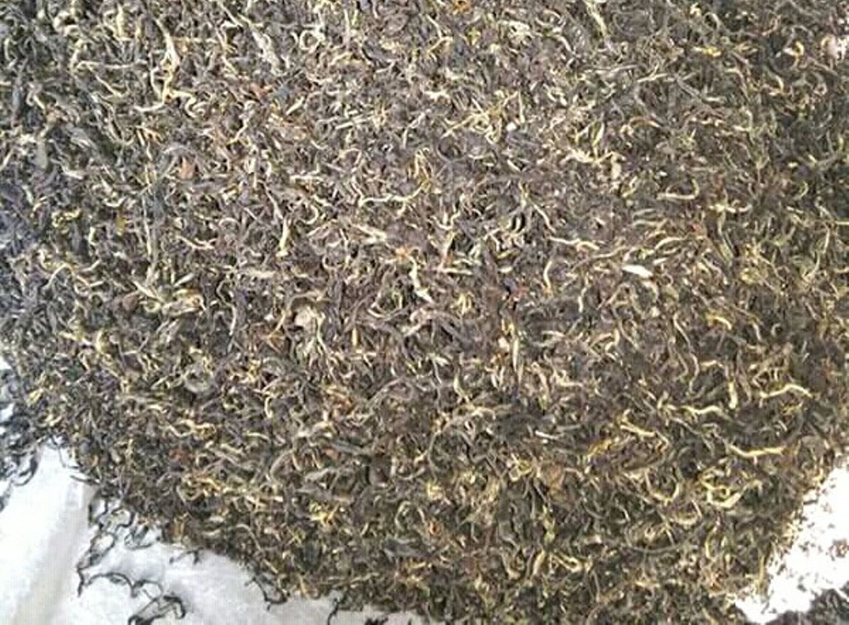 Why Gachege farmers have to embrace growing orthodox tea