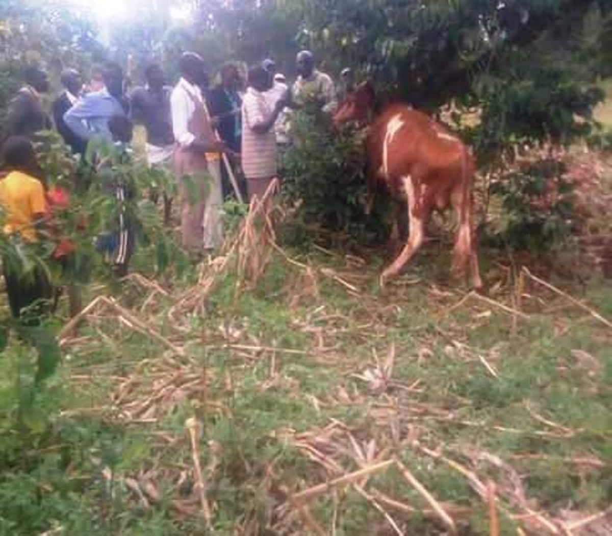 Thieves abandon stolen cows, flee for their lives in Nyamira
