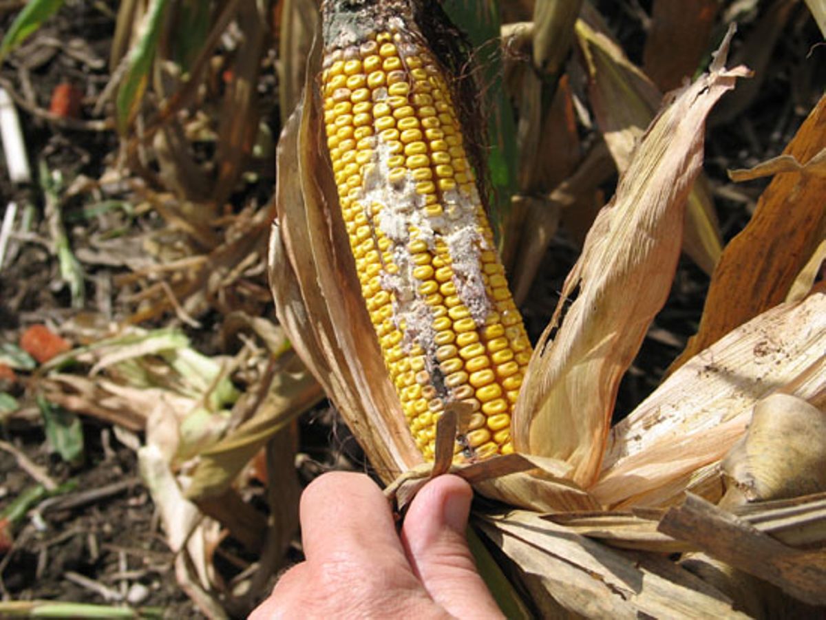 Farmers warned of pests infestation